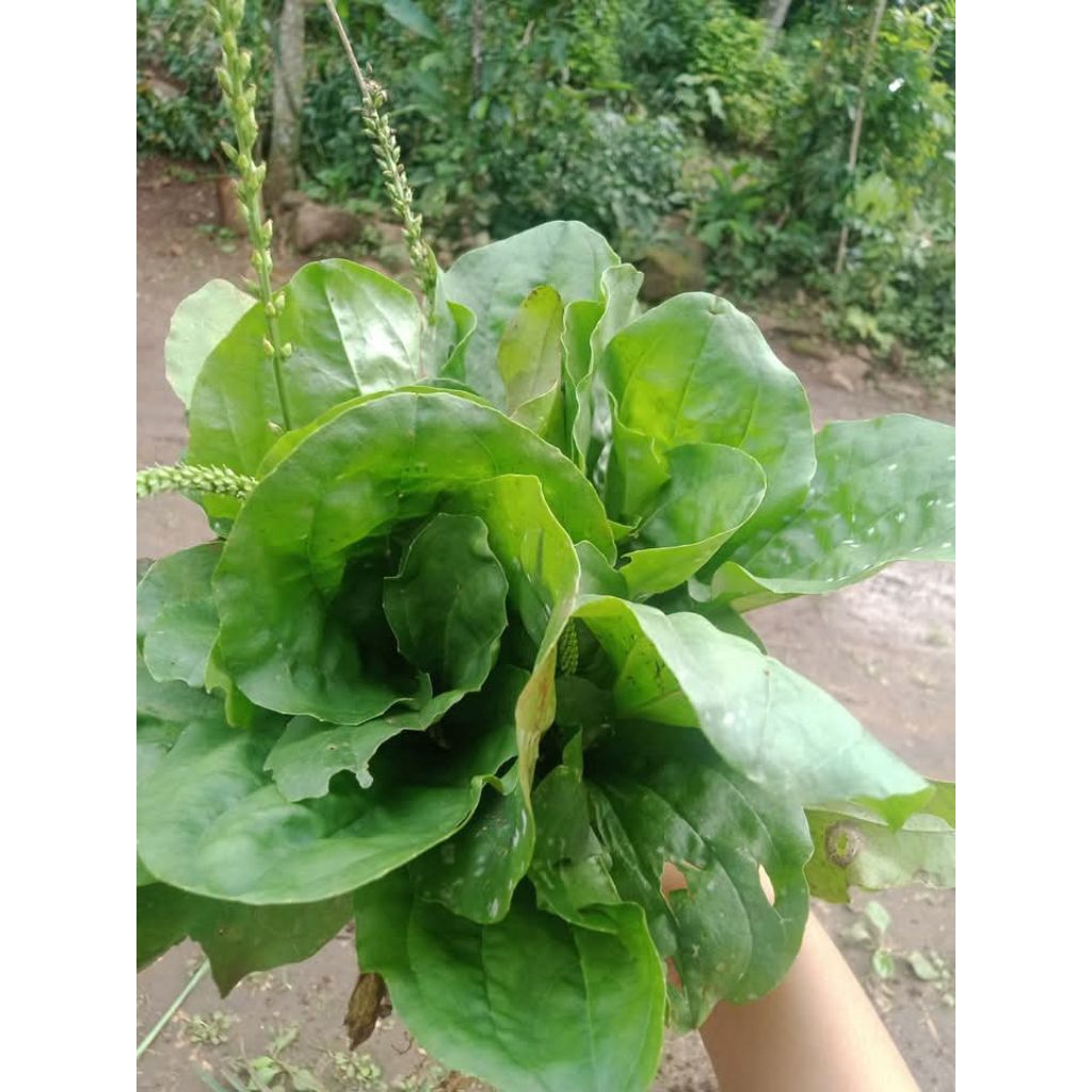 Jual daun sendok ki urat segar 500gram | Shopee Indonesia