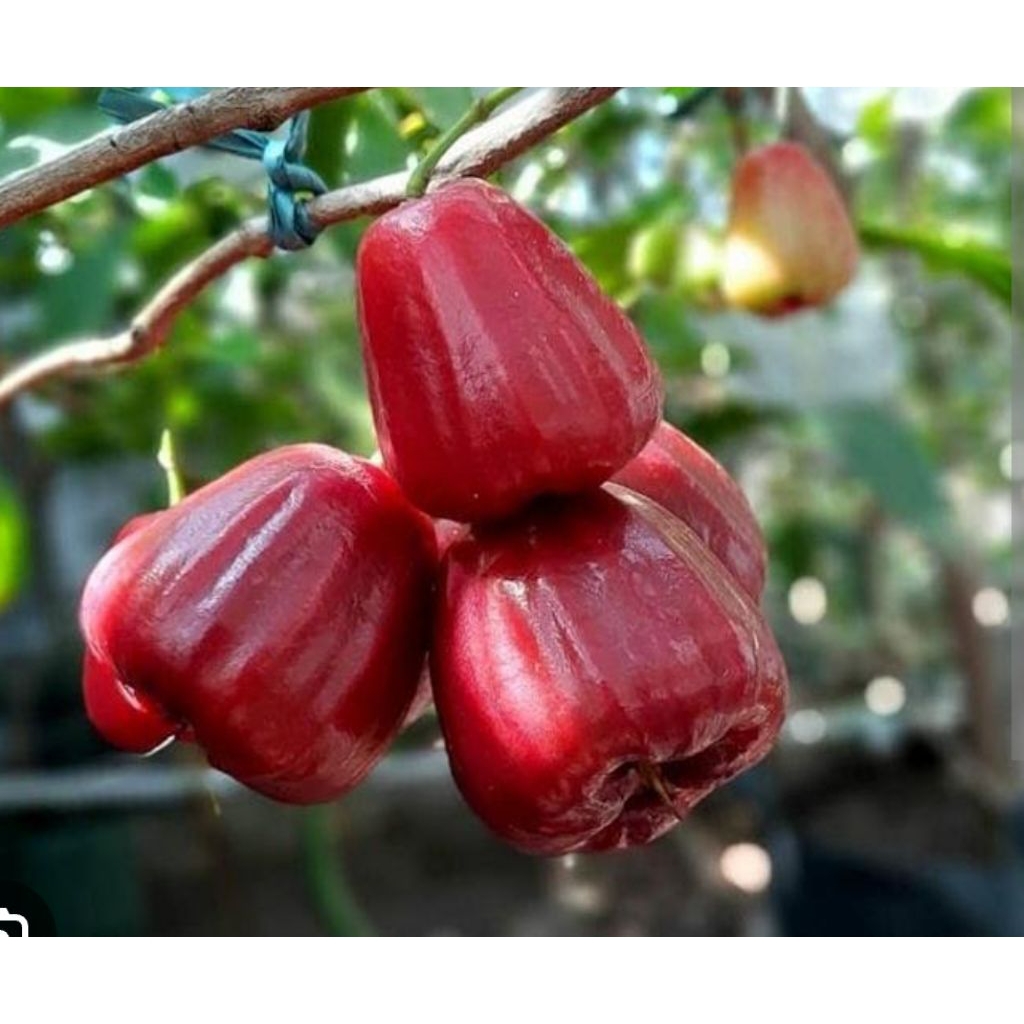 Jual BIBIT JAMBU AIR JUMBO CITRA MADU DELI DALHARI | Shopee Indonesia