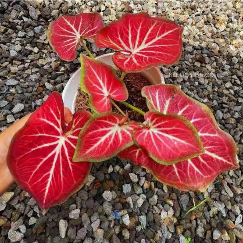 Jual umbi Caladium thailand merah cantik unik bibit bunga | Shopee ...