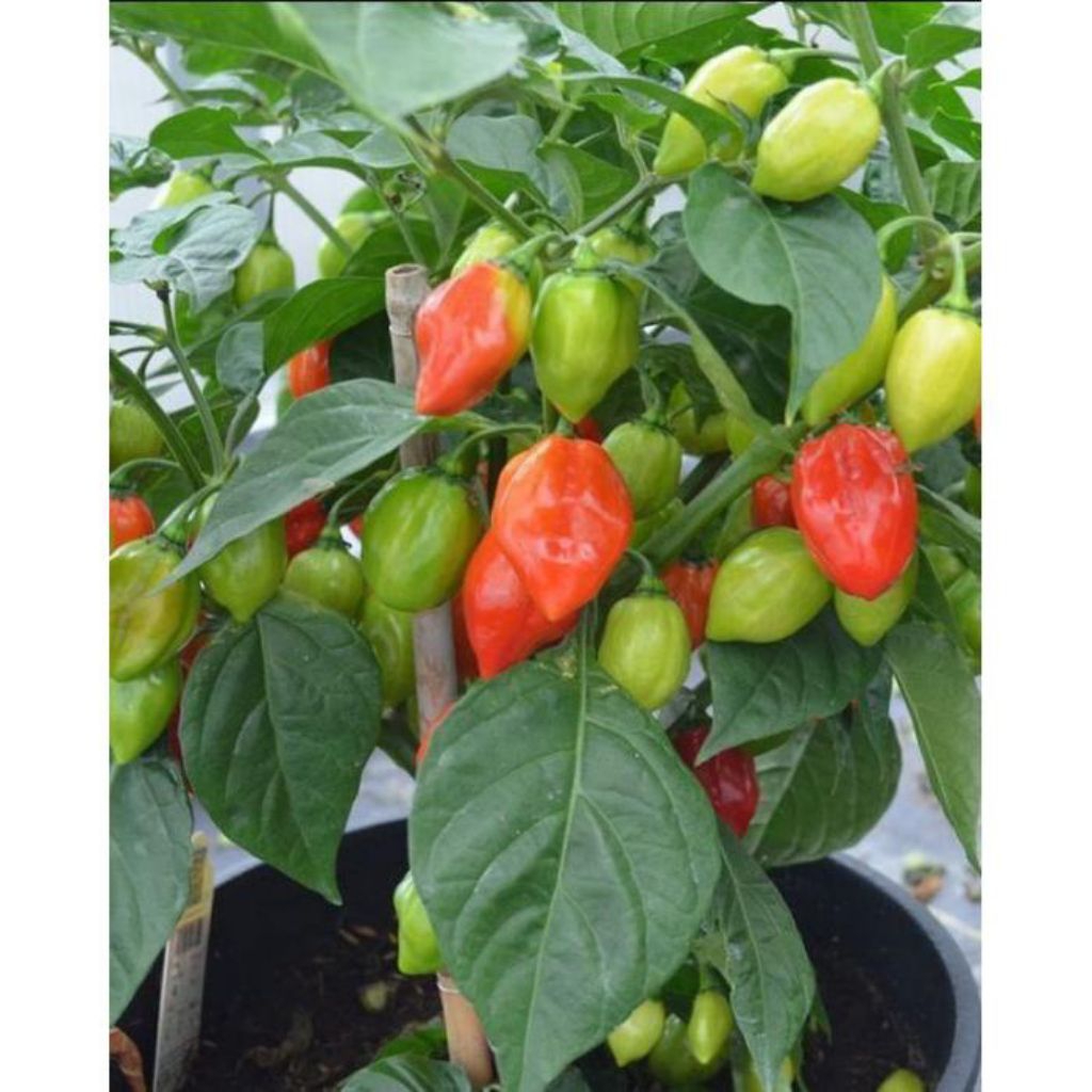 Jual Cabe gendot bibit tanaman cabe gondol super pedas siap berbunga ...