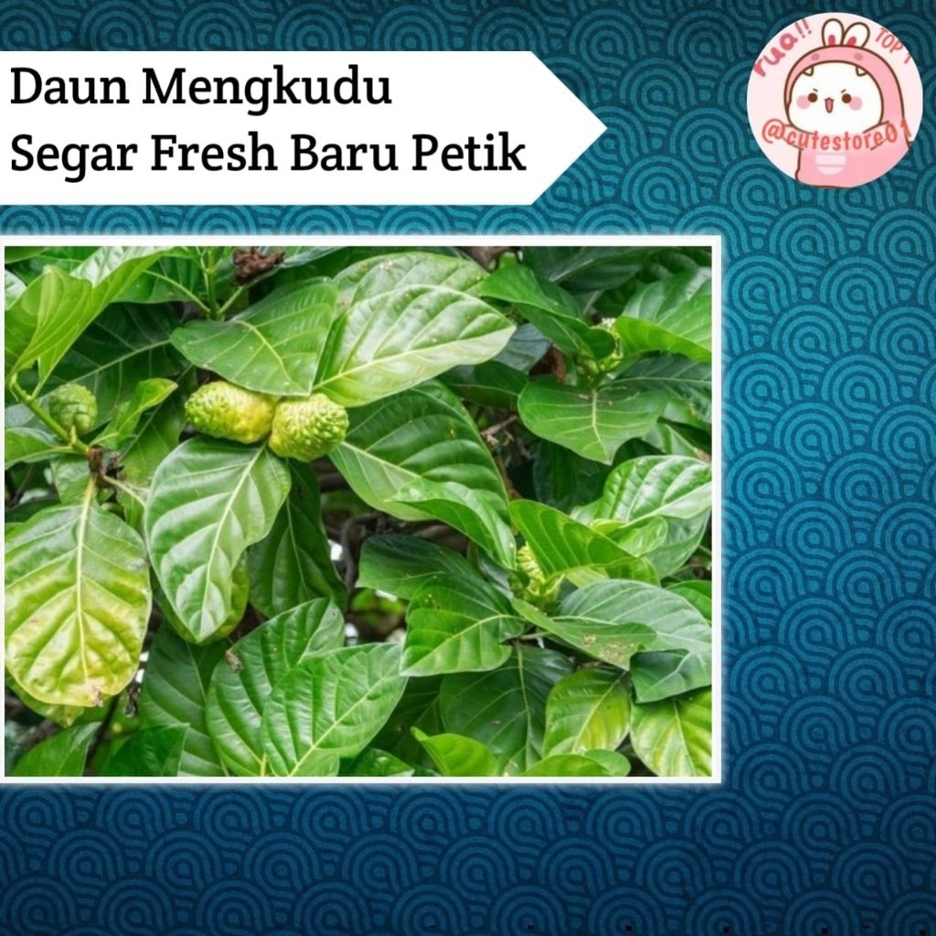 Jual Daun Mengkudu Atau Pace Segar 10 Lembar Baru Petik | Shopee Indonesia