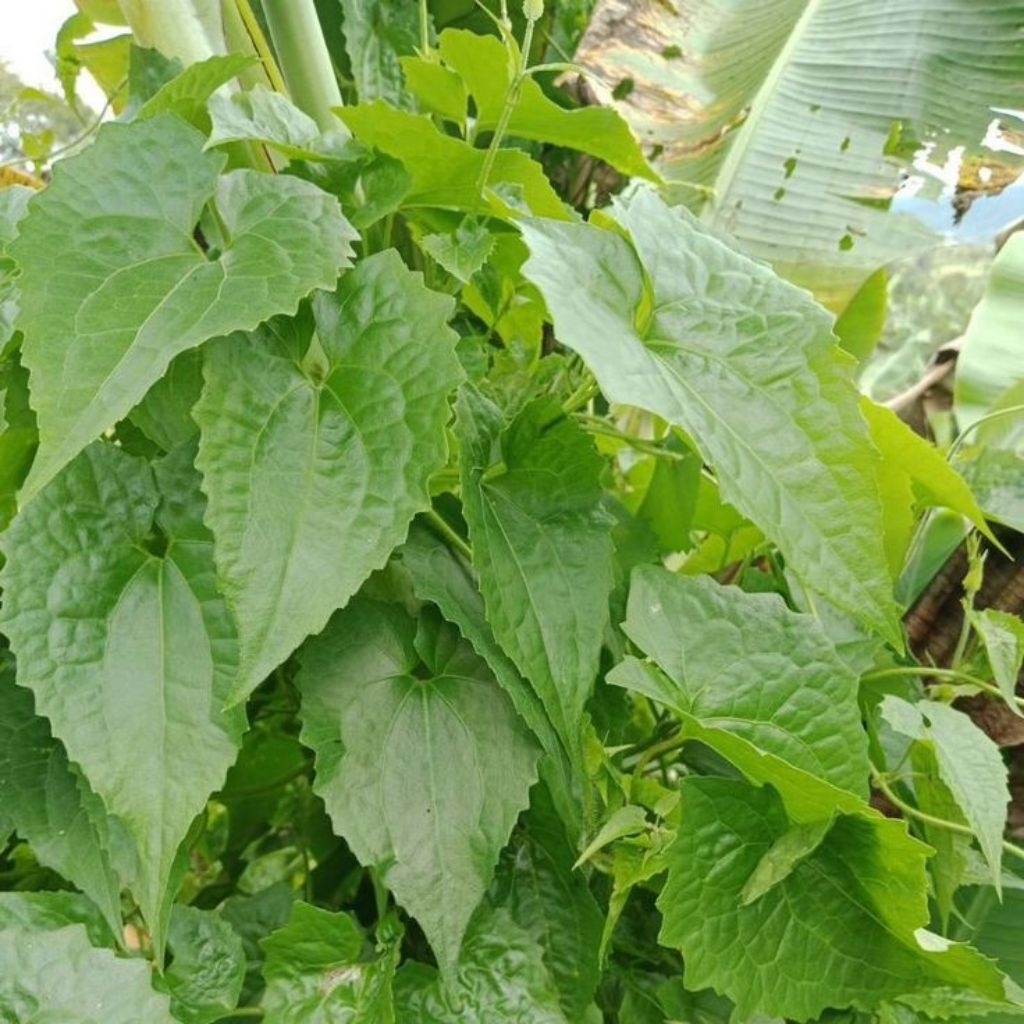 Jual Daun Sembung Rambat Segar 500 Gram | Shopee Indonesia