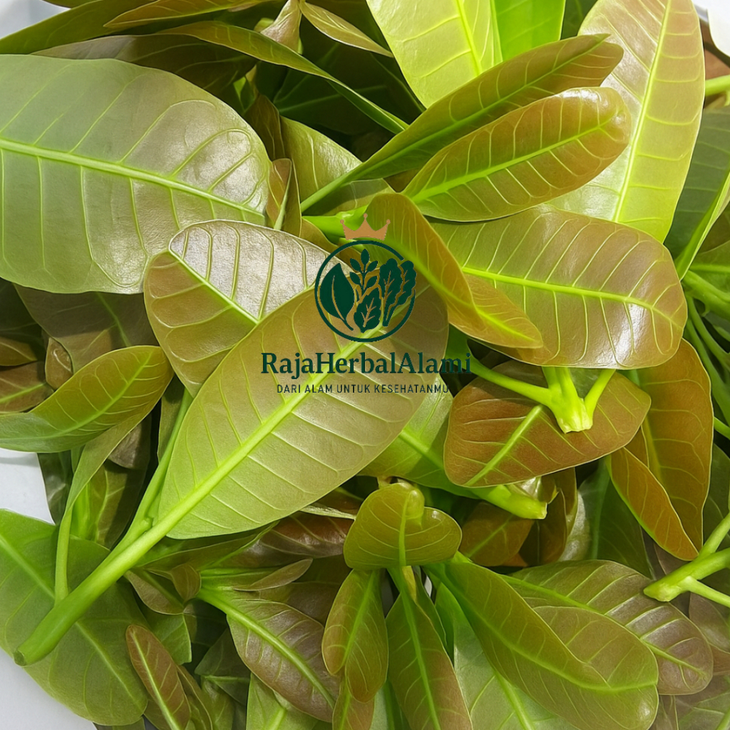 Jual Daun Jambu Monyet / Mete Segar Langsung Petik | Shopee Indonesia