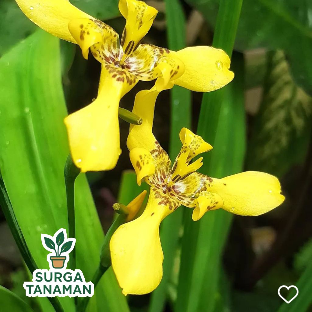Jual Tanaman bunga iris - tanaman airis - tanaman bunga - tanaman perdu ...