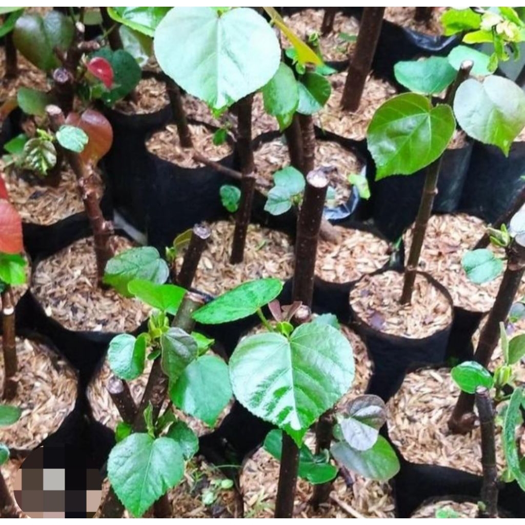 Jual Bibit stek waru asli panjang 30 cm siap tanam | Shopee Indonesia