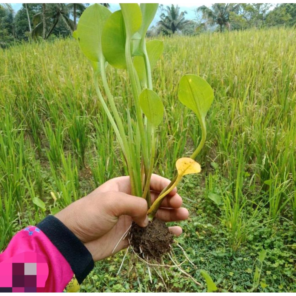 Jual Bibit sayur genjer sayur gendot tinggi 20-30 cm siap di tanam ...