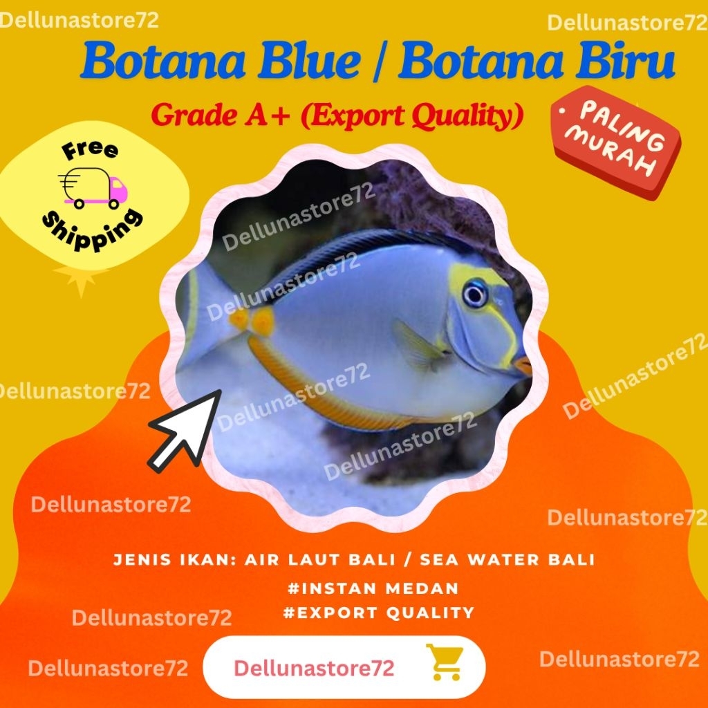 Jual DORY FISH I BOTANA BIRU I BOTANA BLUE FISH I IKAN HIAS AIR LAUT I ...