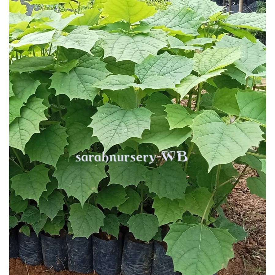 Jual Isi 4 Bibit tanaman Gmelina/Gamelina/Jati Putih - Tanaman Kayu ...