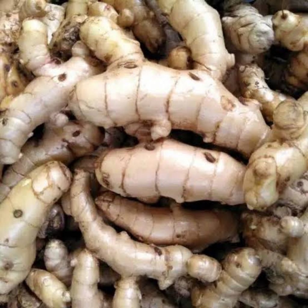 Jual Kunyit putih 500 Gram KUNYIT PUTIH SEGAR 500gram/ KUNYIT PUTIH ...
