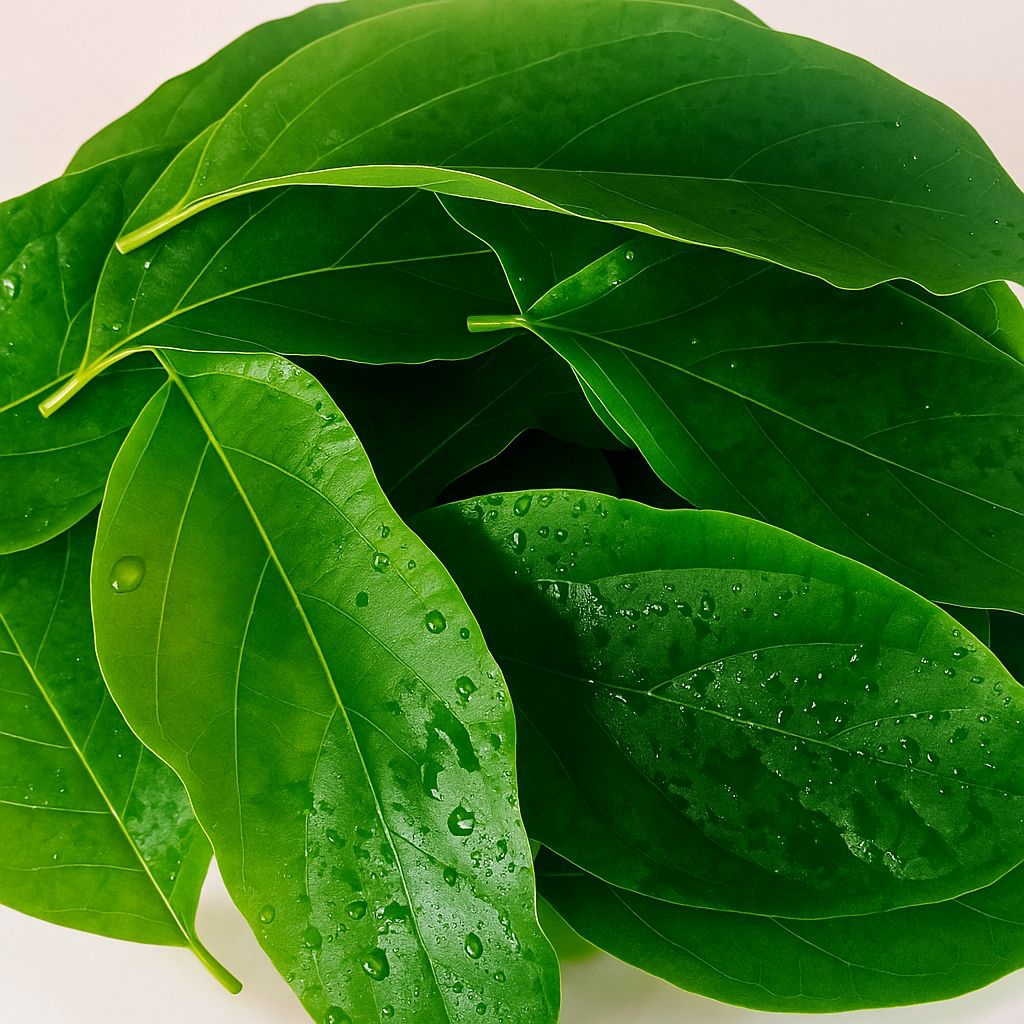 Jual Daun Alpukat Segar 25 Lembar – Daun Fresh Alami dari Kebun Pilihan ...