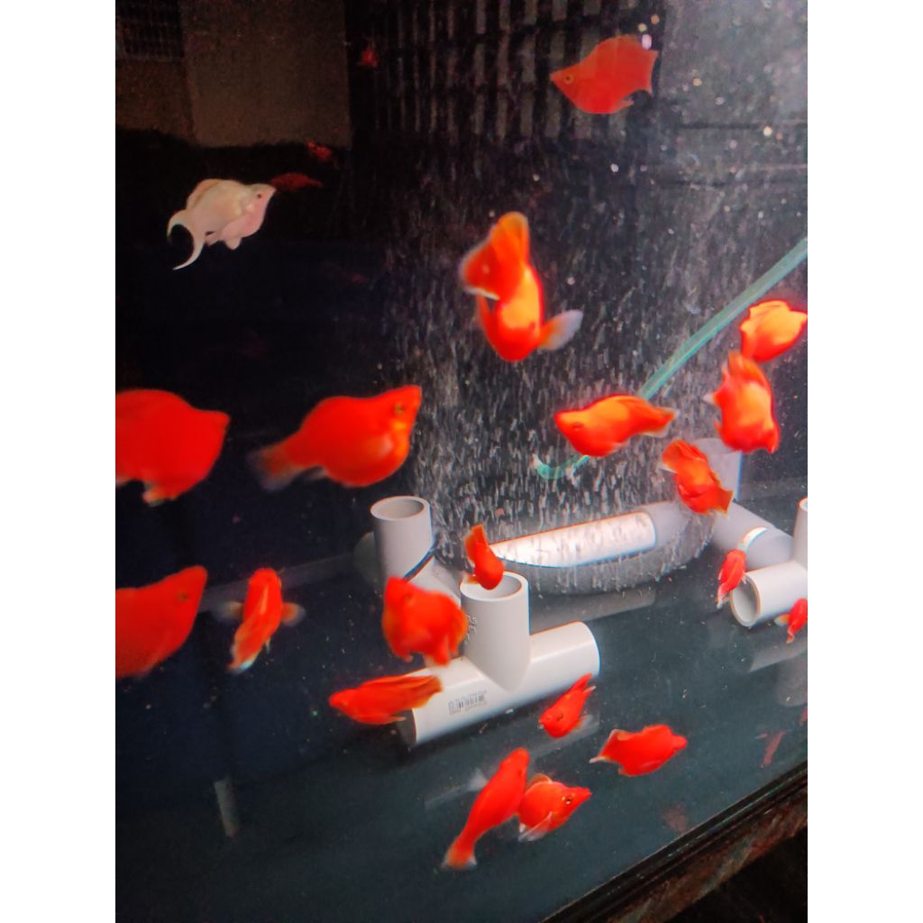 Jual Molly Balon Sunkist Size Indukan | Shopee Indonesia