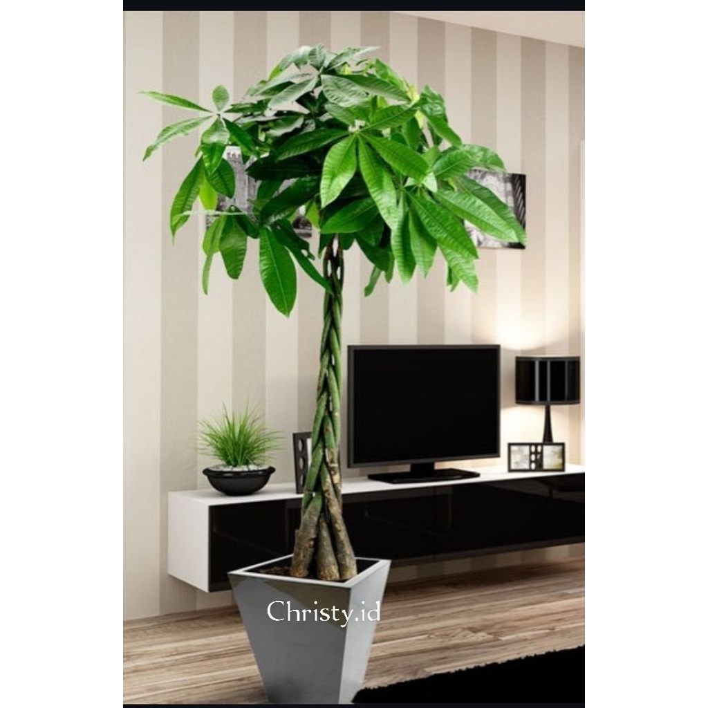 Jual Tanaman Hias Pachira Kepang 5 - Pohon Duit - money tree | Shopee ...