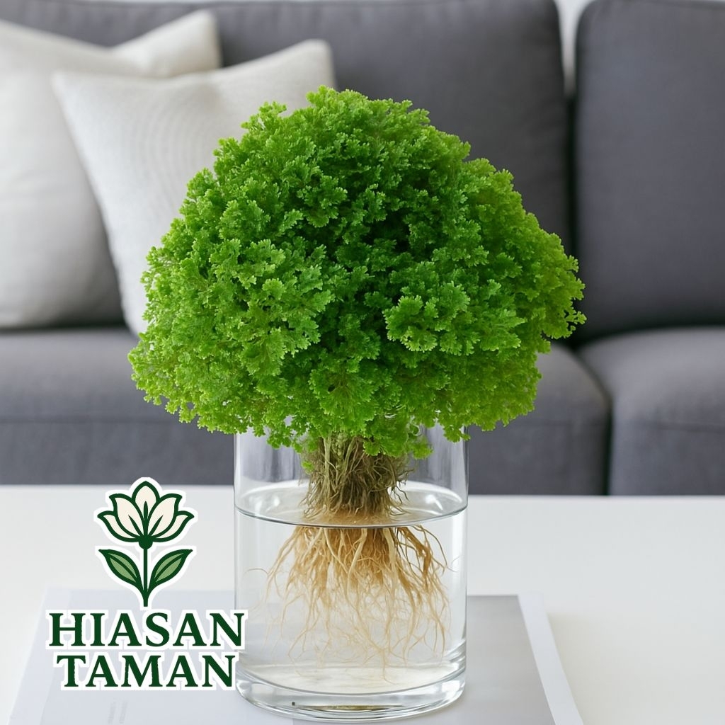 Jual Tanaman media air lumut ambon - tanaman hias lumut ambon - tanaman ...
