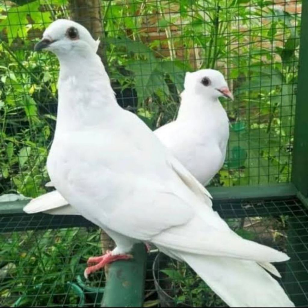 Jual Burung Merpati Putih Sepasang Buat Lepasan Acara Pernikahan ...