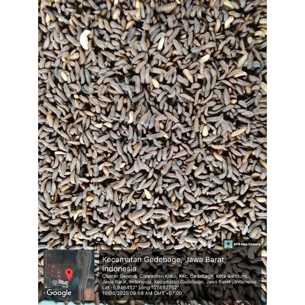 Jual pupa maggot 1 kg | Shopee Indonesia
