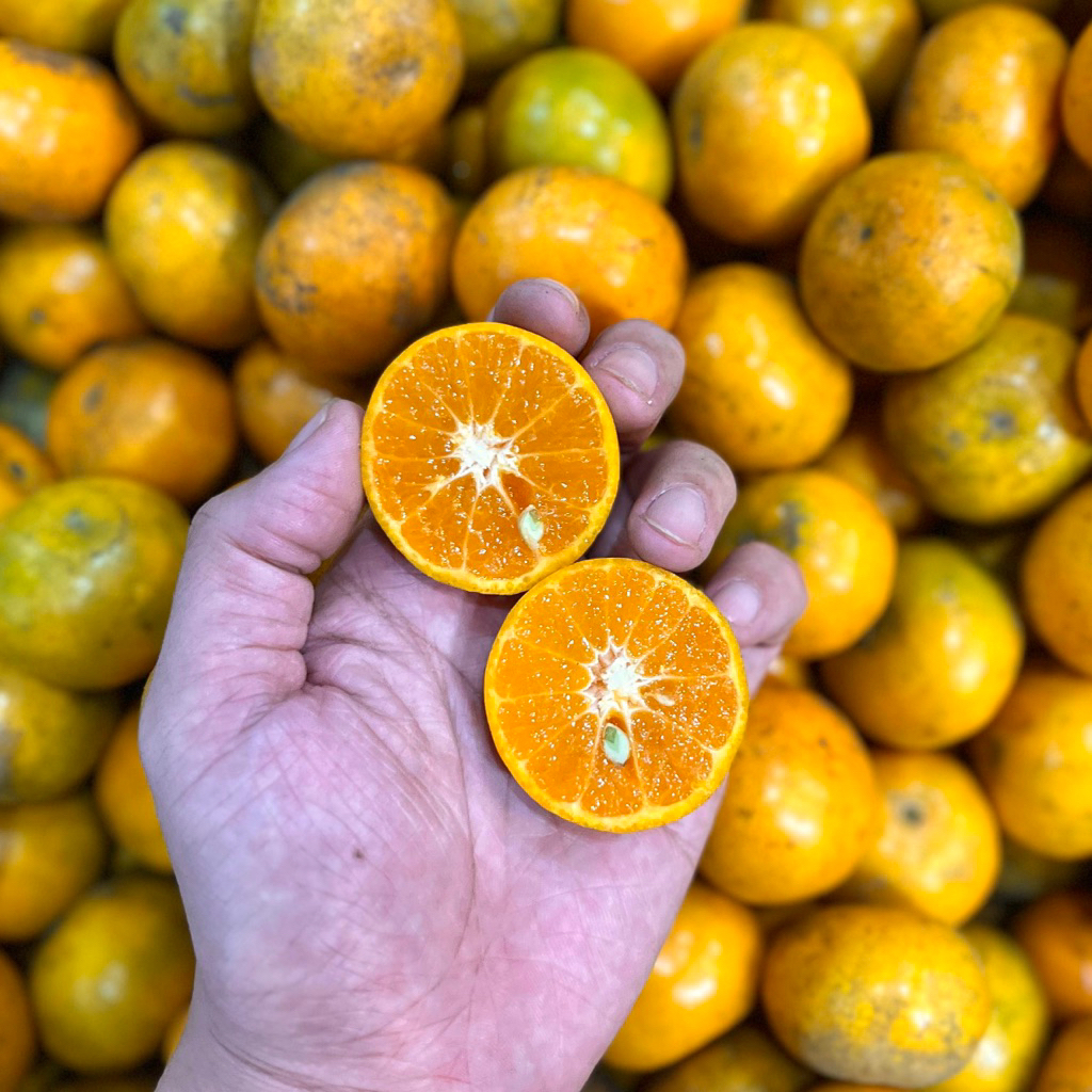 Jual JERUK MADU MINI | BUAH JERUK KECIL ORANGE MANIS FRESH | Shopee ...