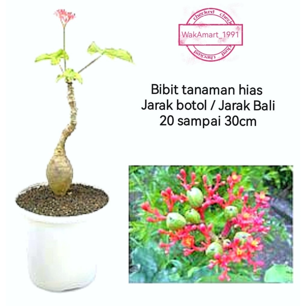 Jual Tanaman hias Jarak bali Herbal Jarak botol Bonsai jarak | Shopee ...