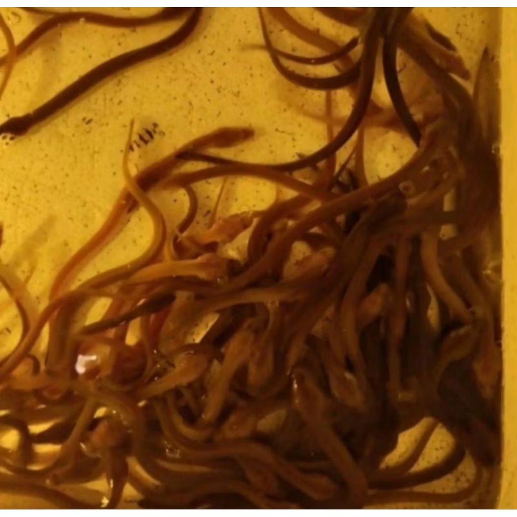 Jual MC | Bibit Ikan Sidat Hidup 1 Ekor - Ukuran Elver Untuk Budidaya ...