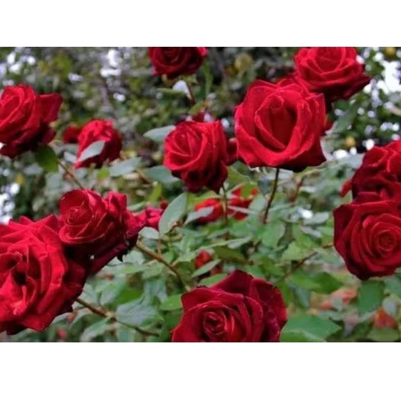 Jual Tanaman Hias Bunga Mawar Merah Hidup Bunga Mawar Segar Dan Sehat ...