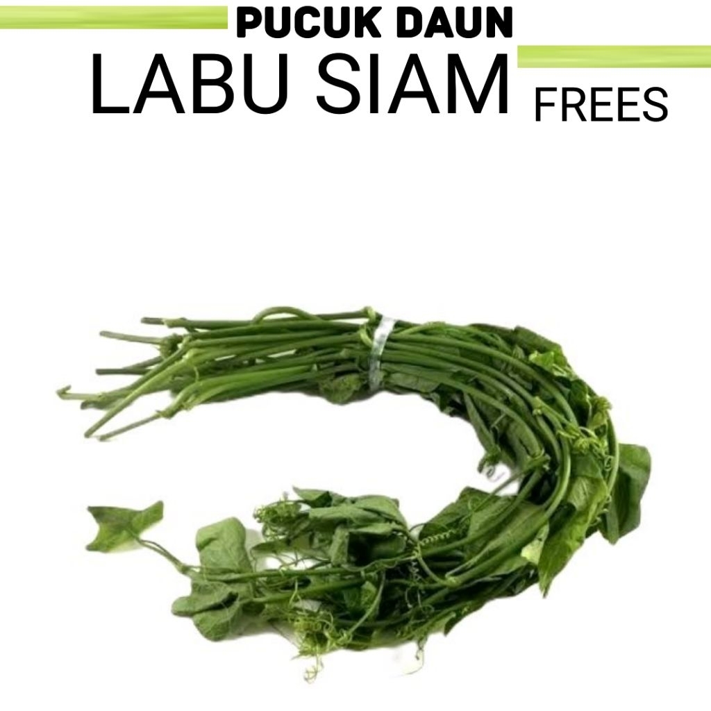 Jual Daun pucuk labu Siam muda fress baru petik daun pucuk manisa daun ...