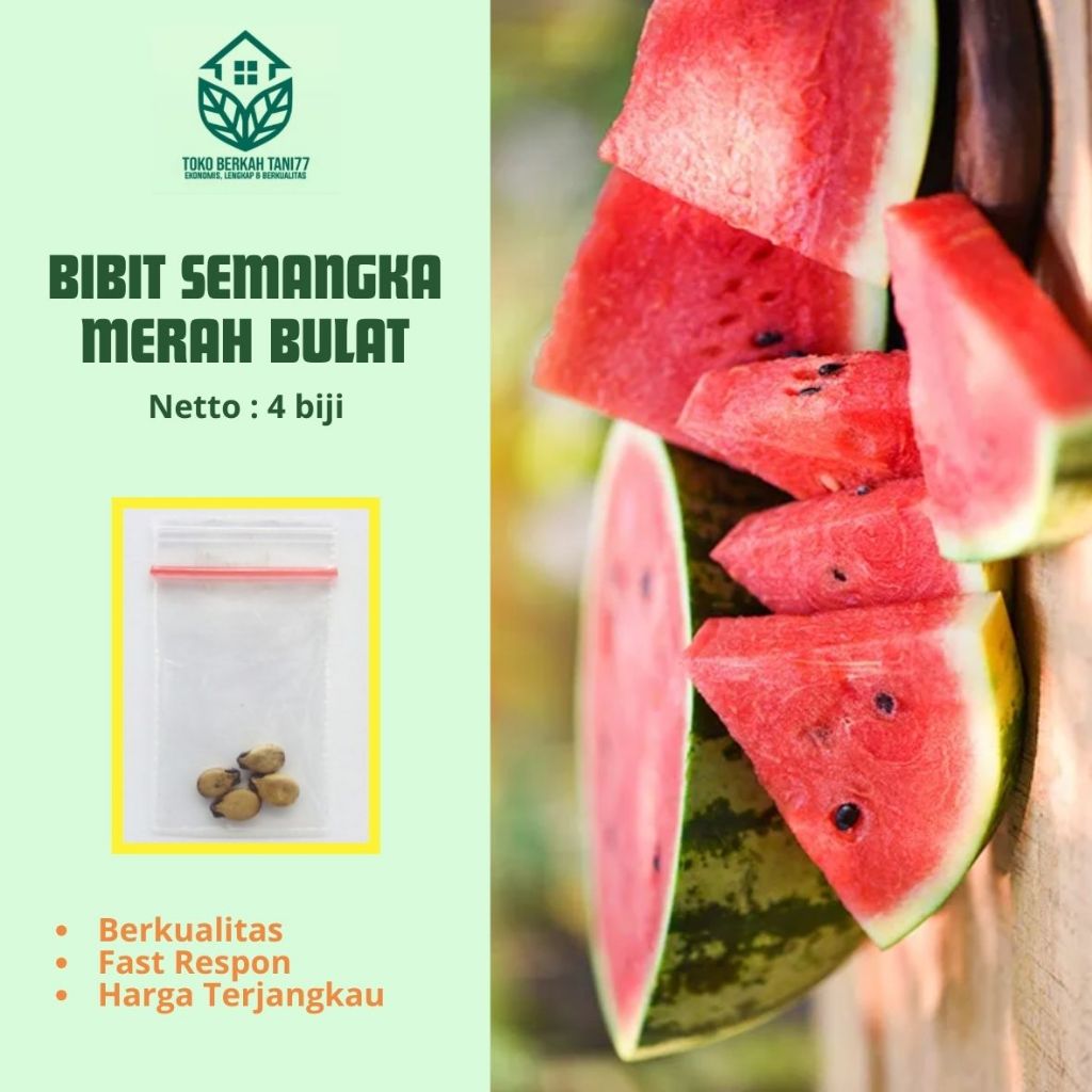 Jual Benih Buah Semangka Bulat Merah Benih Buah-buahan Berkualitas ...