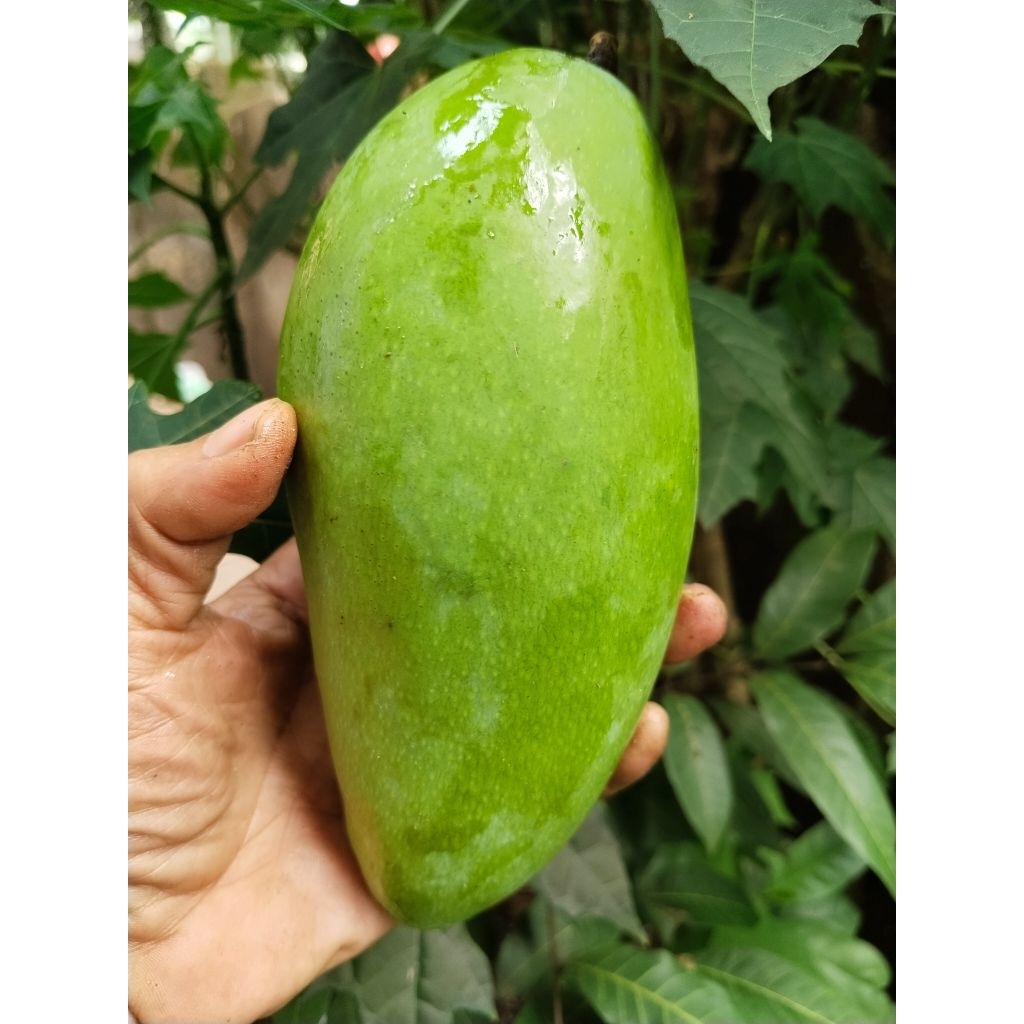 Jual mangga kojay muda cocok untuk rujak fress langsung petik perkilo ...