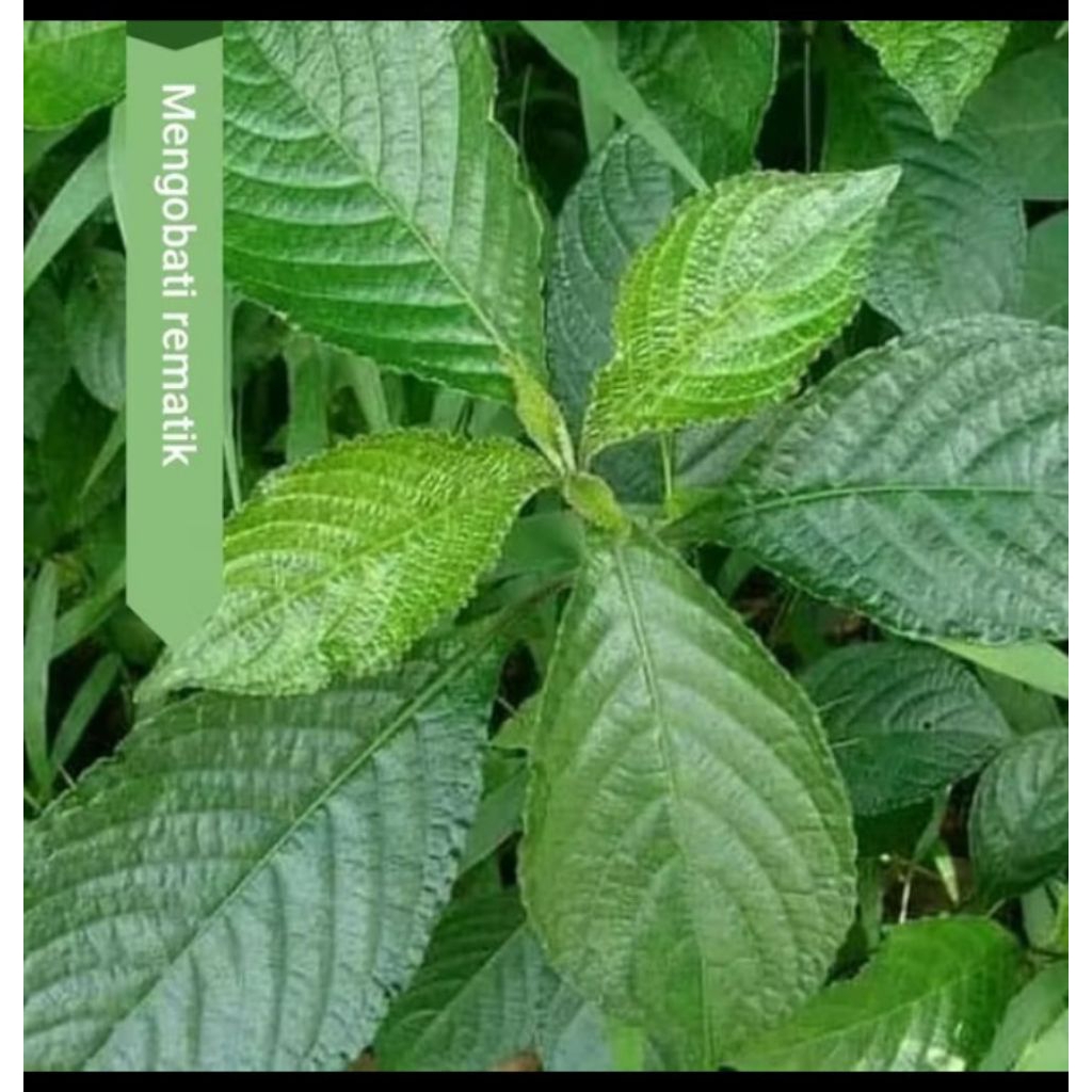 Jual Daun Keji Beling Segar Pecah Ngokilo 100 Gram Herbal Organik ...