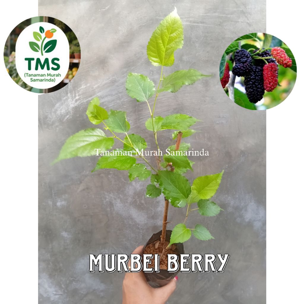 Jual TMS~ Bibit Murbei Berry buah murbei herbal tanaman murbei | Shopee ...