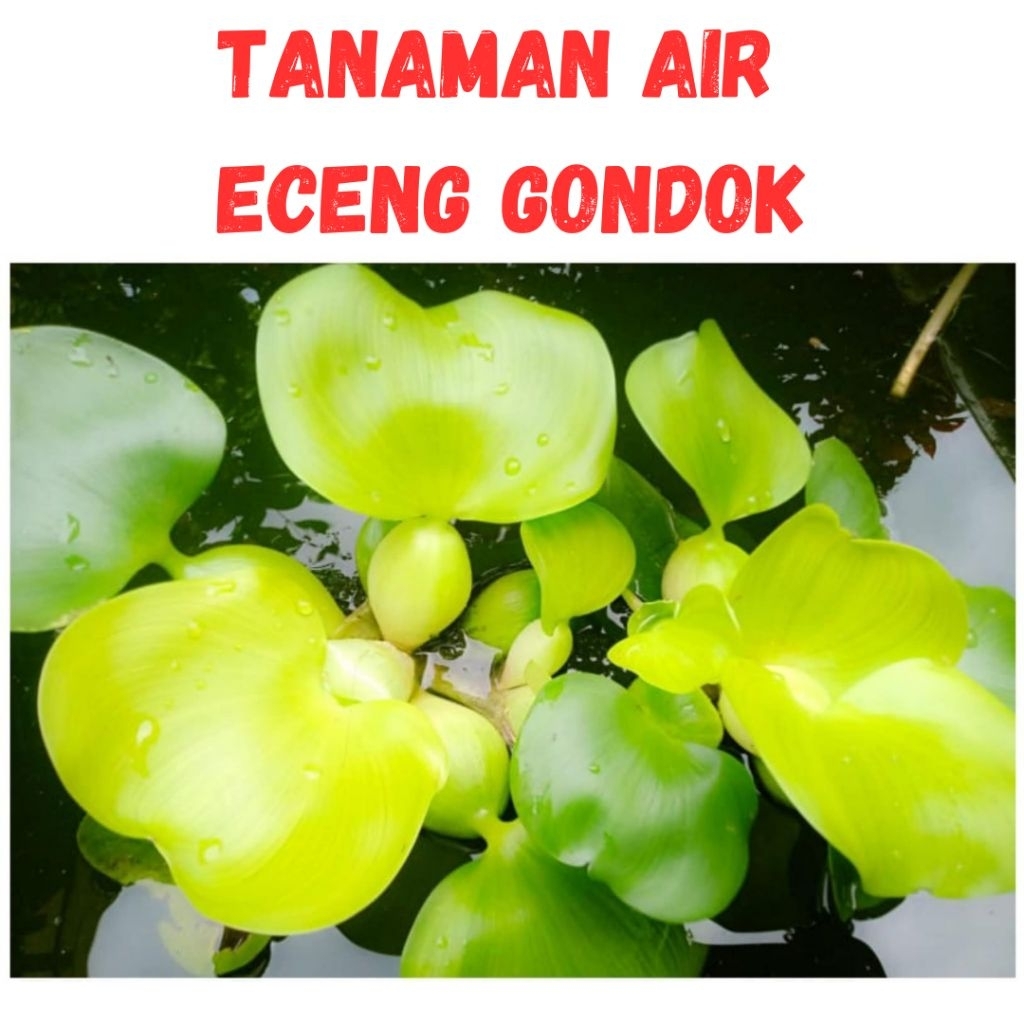 Jual eceng gondok tanaman air / Eichornia crasipes | Shopee Indonesia