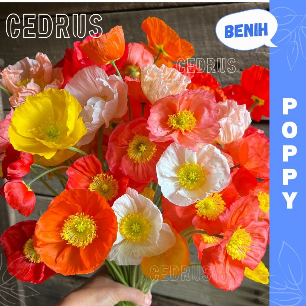 Jual Benih POPPY ICELAND (isi-9) Mix -Biji Bunga Popi | Shopee Indonesia