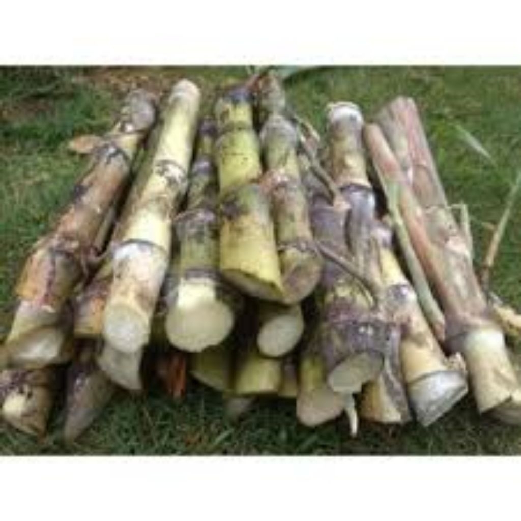 Jual 10 bibit atau 10 batang bibit pohon trubuk terbaik bibit unggul ...