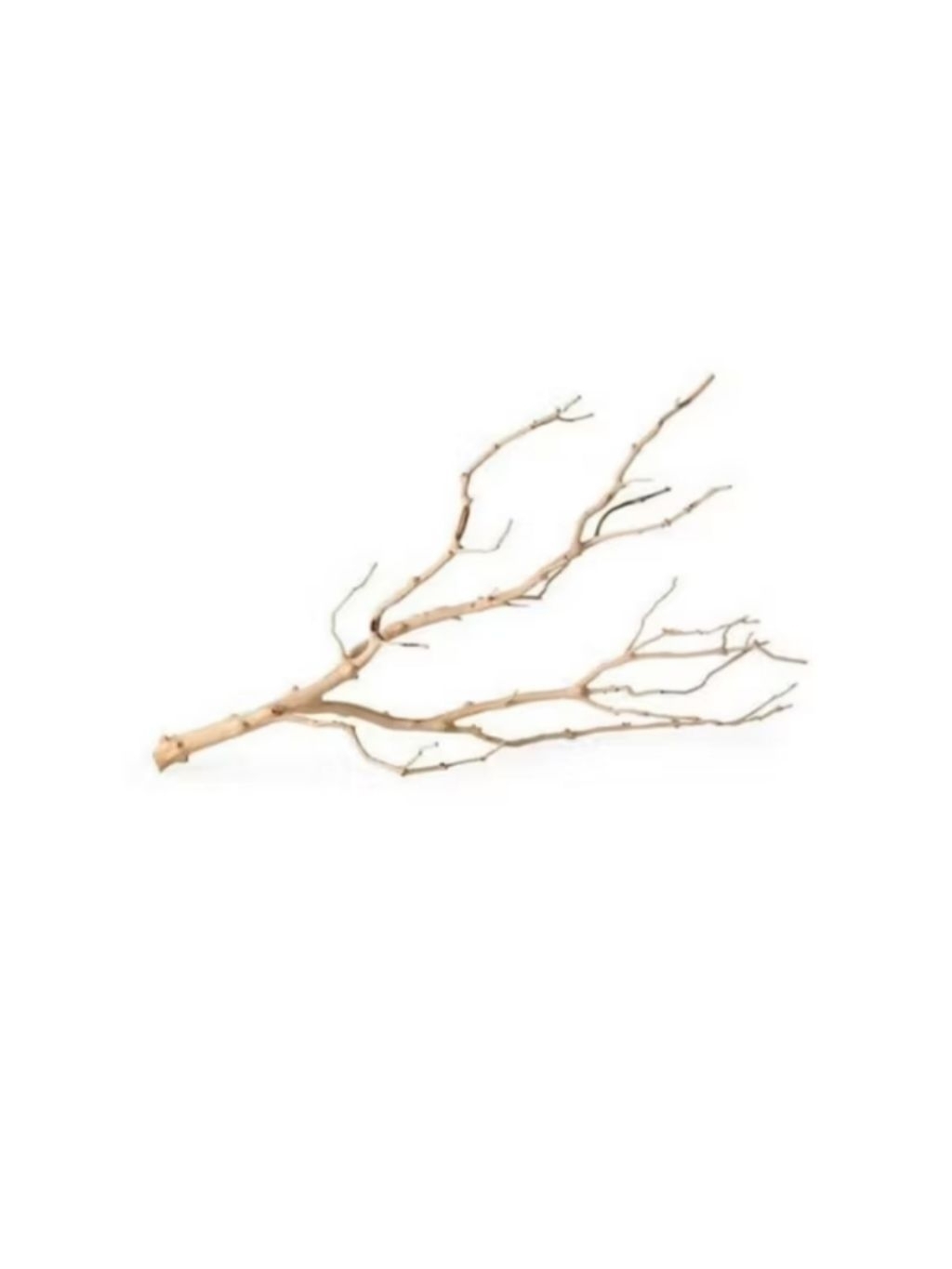 Jual Ranting Kayu Kering Dekorasi Alami Sudah Di Haluskan/150cm ...