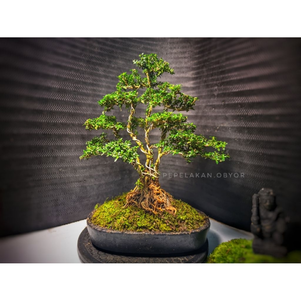 Jual Bonsai Mini Mame SMALL Seribu Bintang Super Micro KARAKTER ...