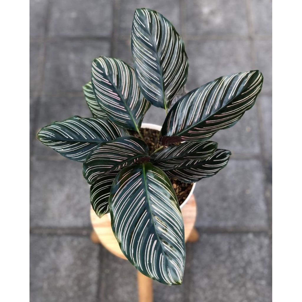 Jual Tanaman hias hidup calathea ornata - pohon calatea ornata | Shopee ...