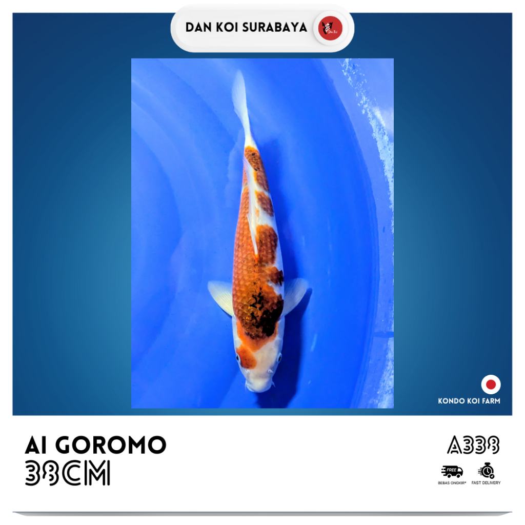 Jual Ikan Koi Import Ai Goromo (Kondo Koi Farm) Kode A338 | Shopee ...