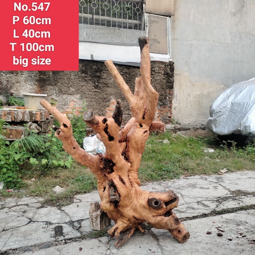Jual akar santigi laut kayu santigi laut akar dekorasi aquascape ...