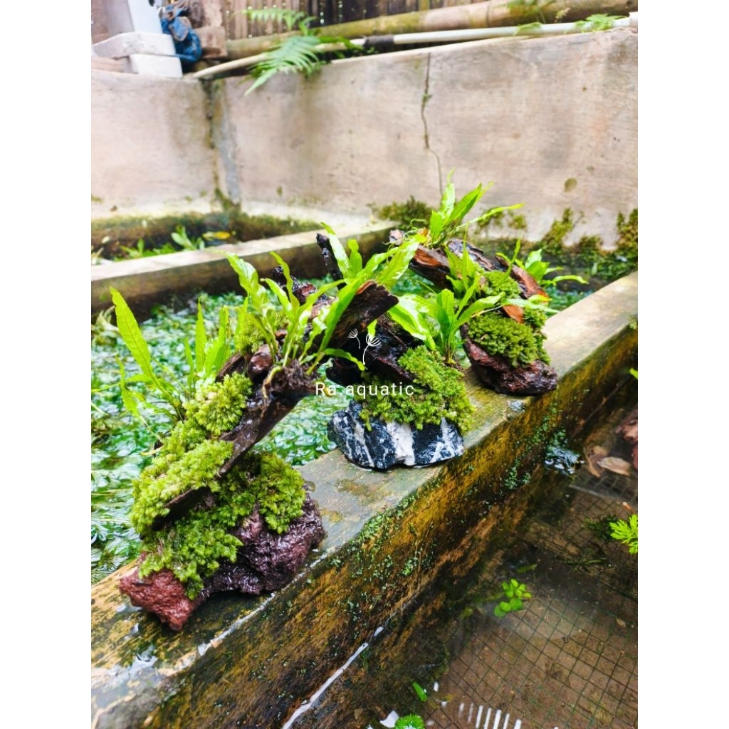 Jual Hardscape kayu rentek Moss hiasan aquarium dekorasi aquascape ...