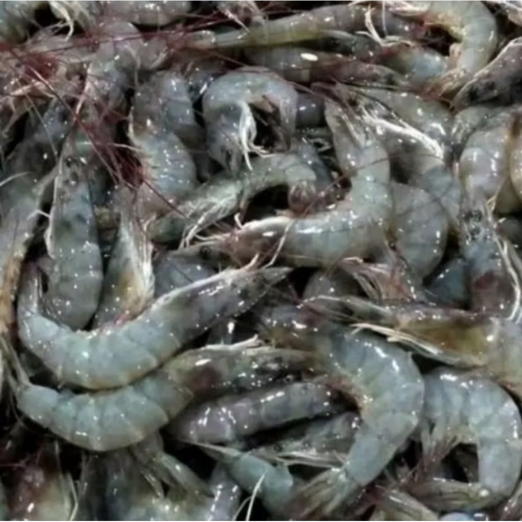 Jual udang basah fresh 1 kg | Shopee Indonesia