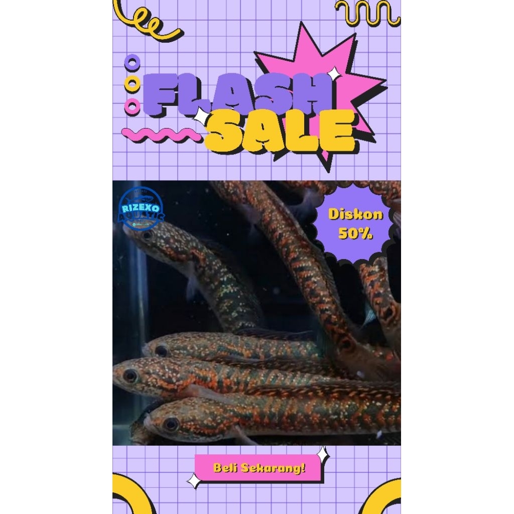 Jual Channa Asiatica RSP Kalimaya 12-14CM #PromoSpecial!! | Shopee ...