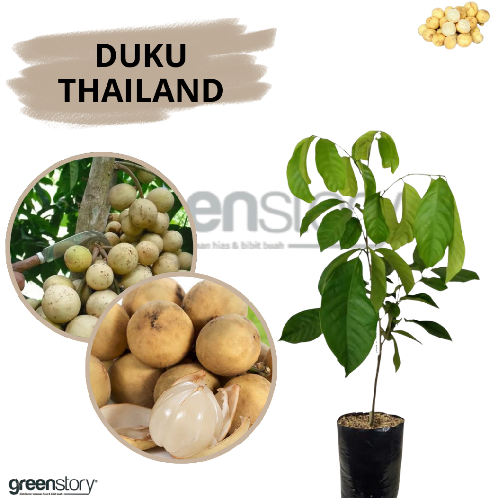 Jual Bibit Duku Thailand non biji | Bibit Longkong | Bibit Dukong ...