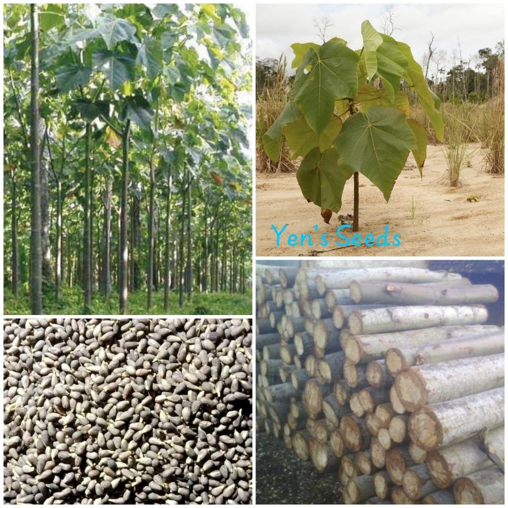 Jual Benih Pohon Kayu Balsa/Ochroma Pyramidale | Shopee Indonesia