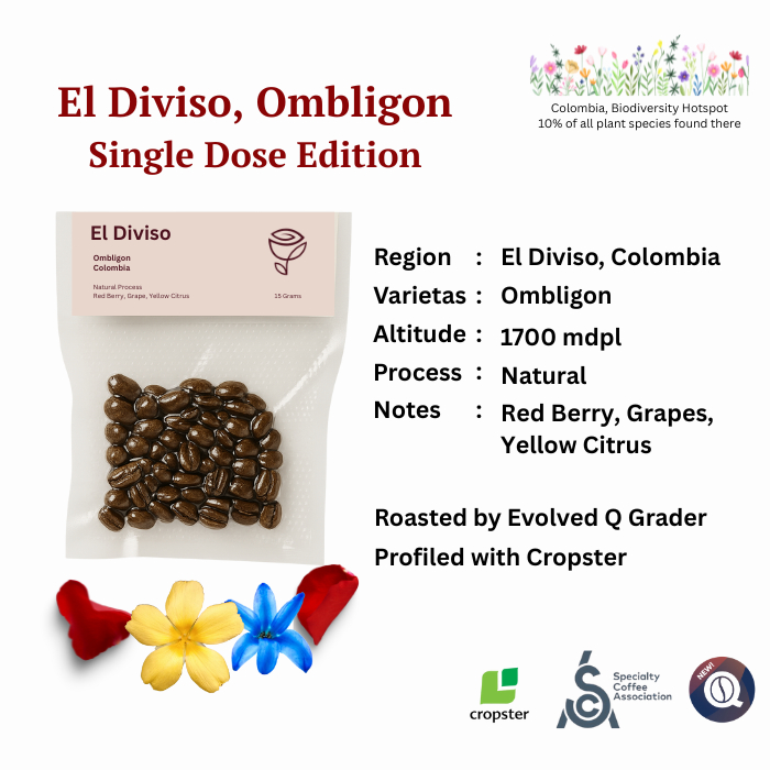Jual Single Dose El Diviso Ombligon Colombia - Exotic Arabica Specialty ...