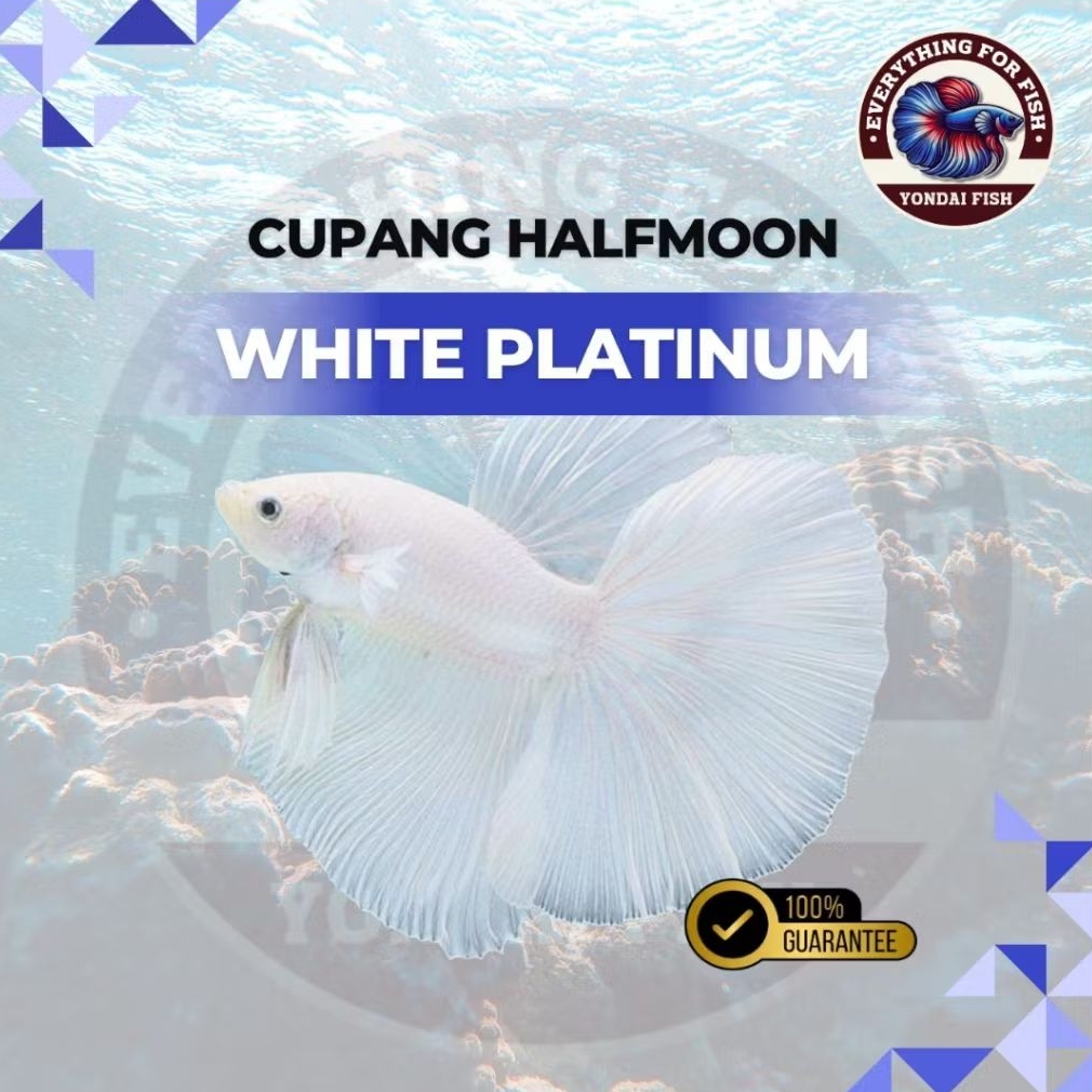 Jual [HM] Cupang Halfmoon White Platinum | IKAN HIAS | REALPICT | NEW ...