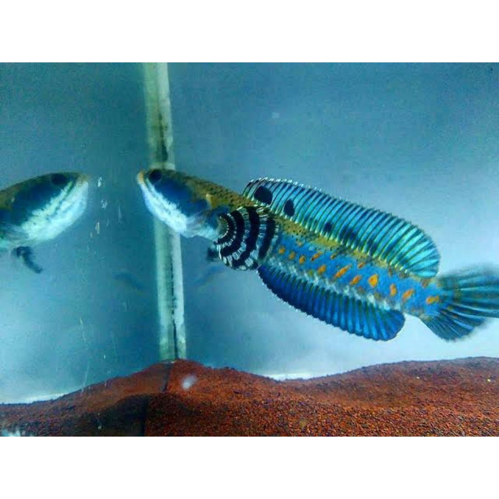 Jual chana blue pulcra (koleksi)bahan | Shopee Indonesia