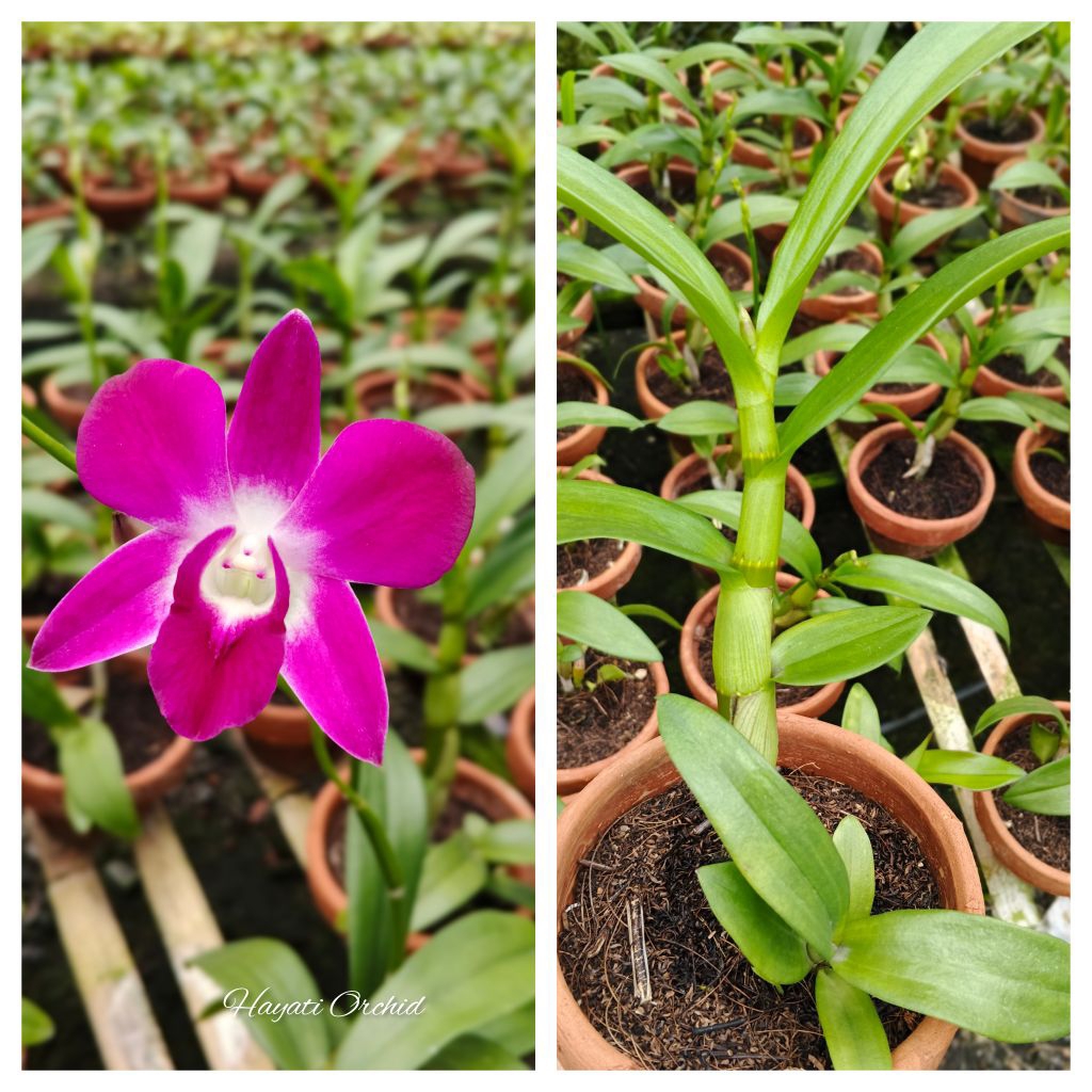 Jual Anggrek Dendrobium Udom Red Dewasa Siapa Bunga | Shopee Indonesia