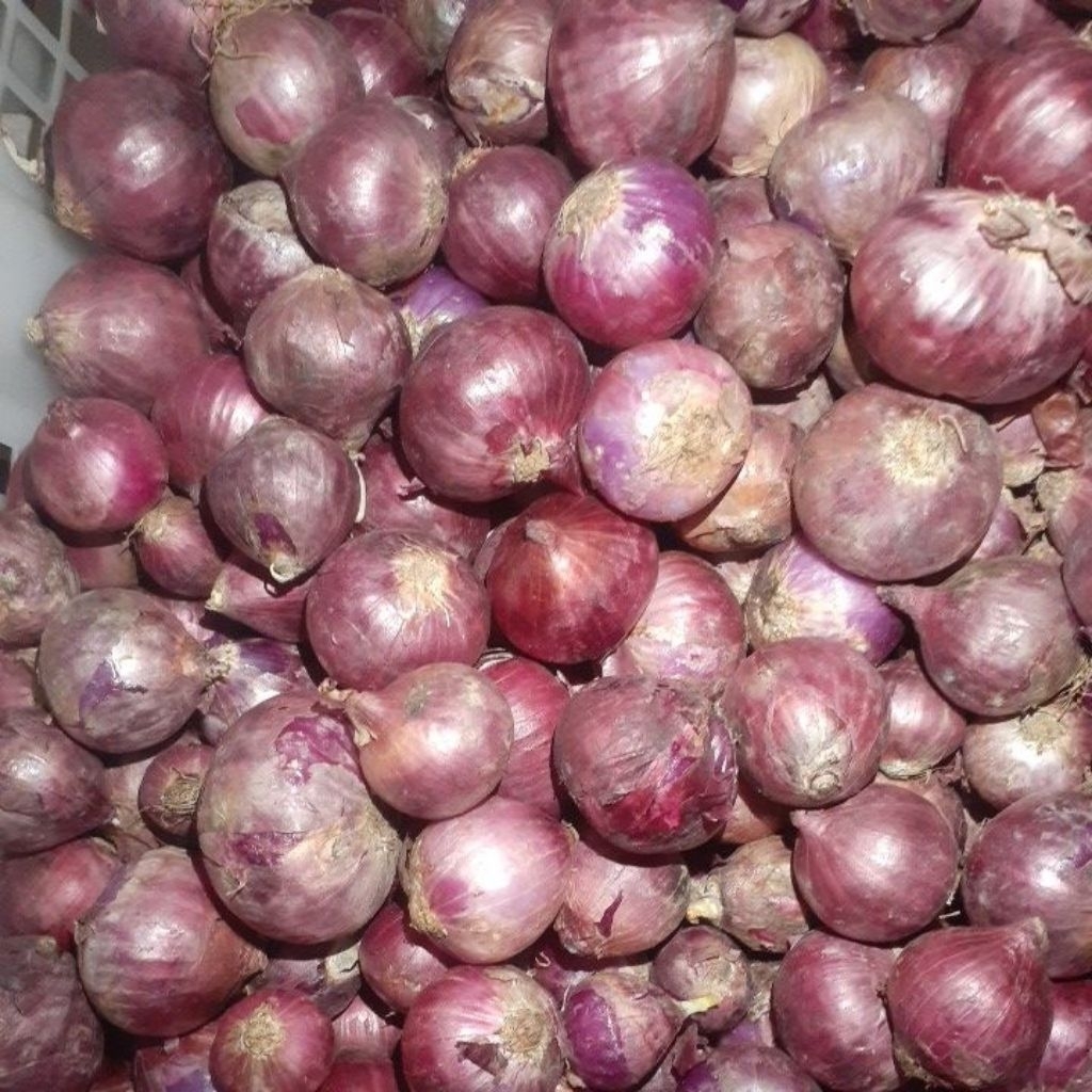 Jual Bawang Merah India 1 kg . | Shopee Indonesia