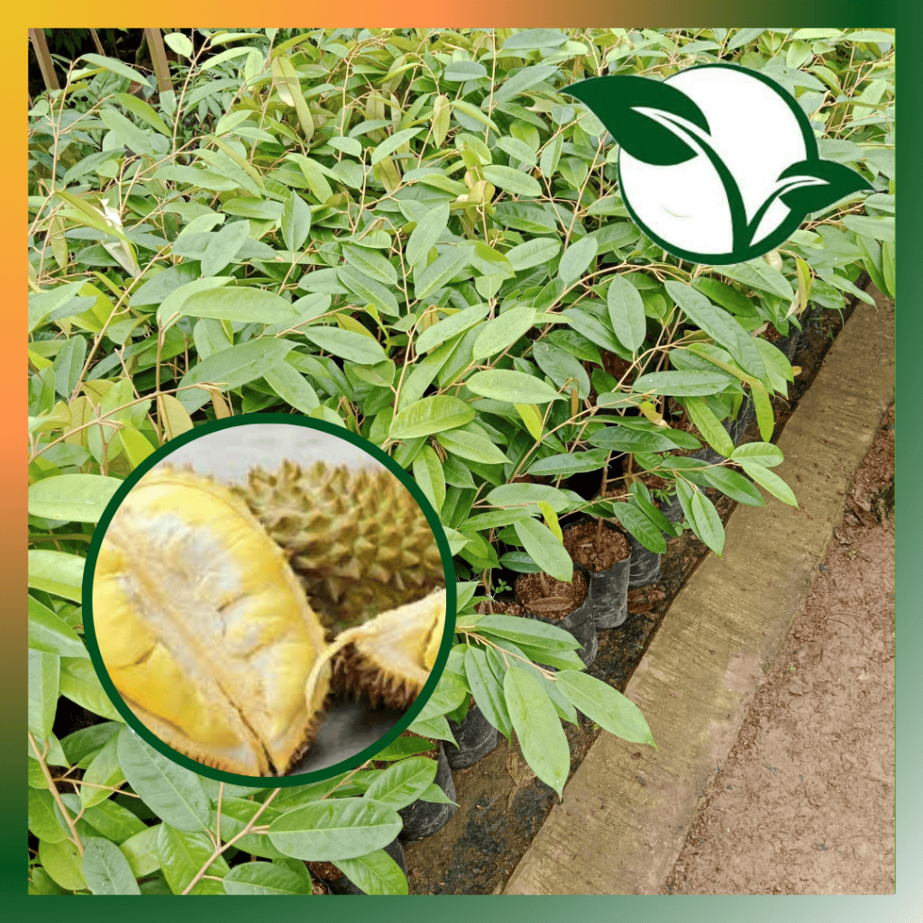 Jual Durian Bawor Banyumas Terlengkap & Harga Terbaru Mei 2026 | Shopee ...