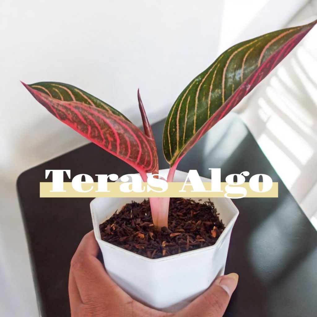 Jual AGLONEMA REDSUM ANAKAN (ASLI) | Shopee Indonesia