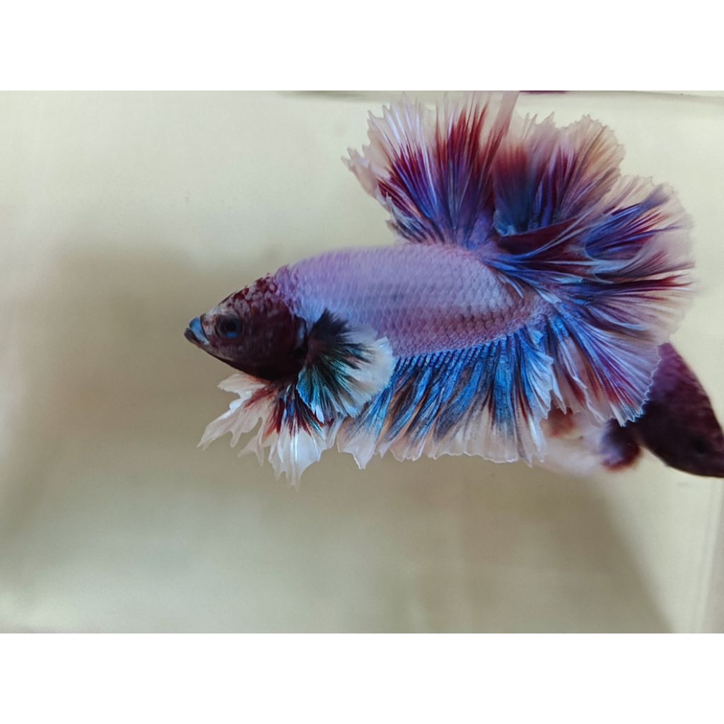 Jual Pajangan Cupang Pk/Hm Kingrosetail | Shopee Indonesia