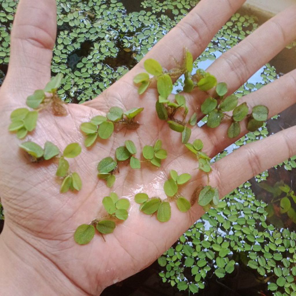 Jual TANAMAN AIR APUNG HIASAN KOLAM ATAU AQUARIUM | Shopee Indonesia